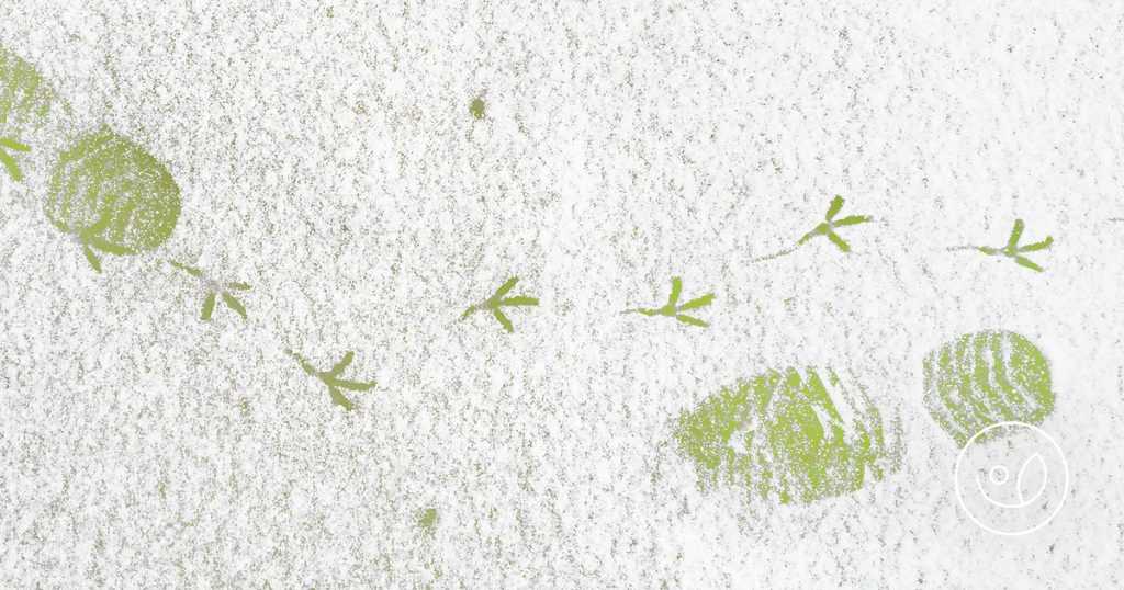 Lascia la tua impronta verde nel mondo - Linea di Bio Cosmesi OLEAM